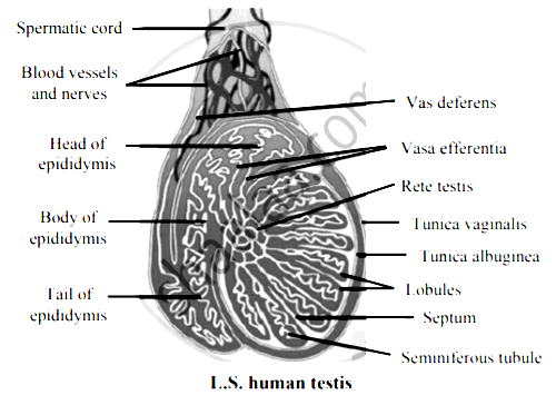 Draw a well labelled diagram of L.S. human testis.