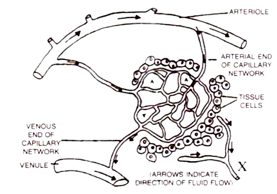 The diagram below shows part of the capillary bed in an organ of the ...