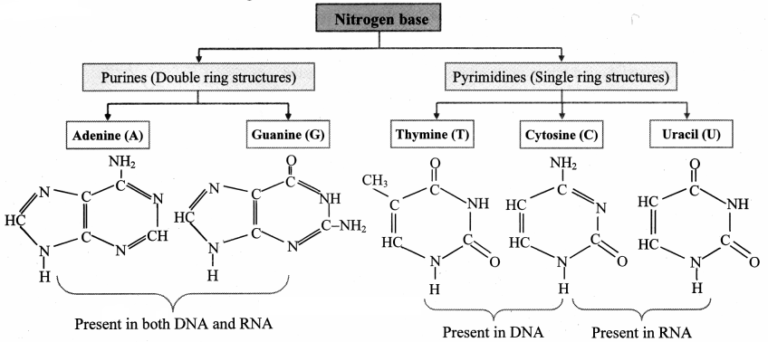 Draw the structures of nitrogen bases in nucleic acid.