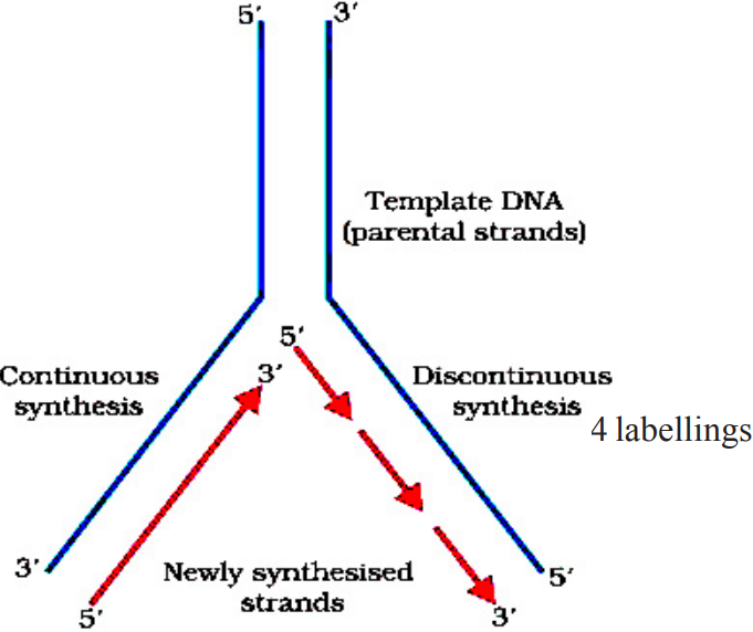1. Draw a labelled schematic diagram of a replication fork showing ...