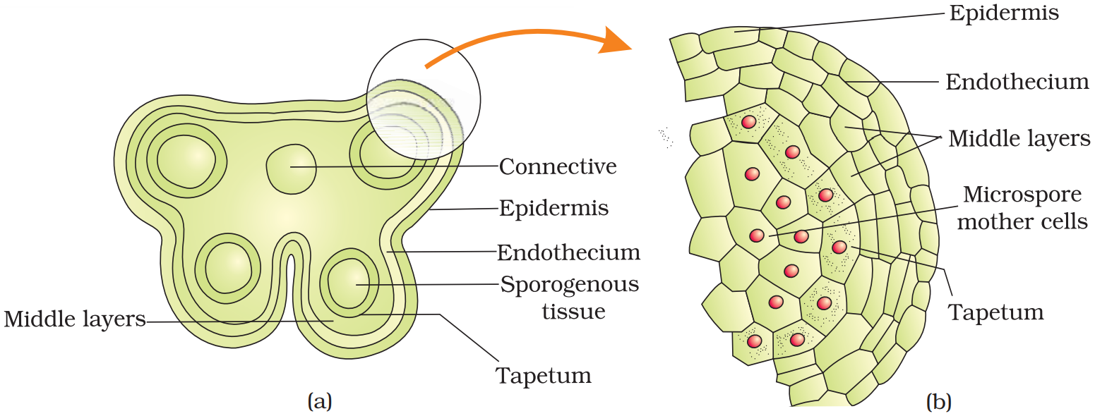Draw a labelled diagram of an anther lobe at microspore mother cell ...