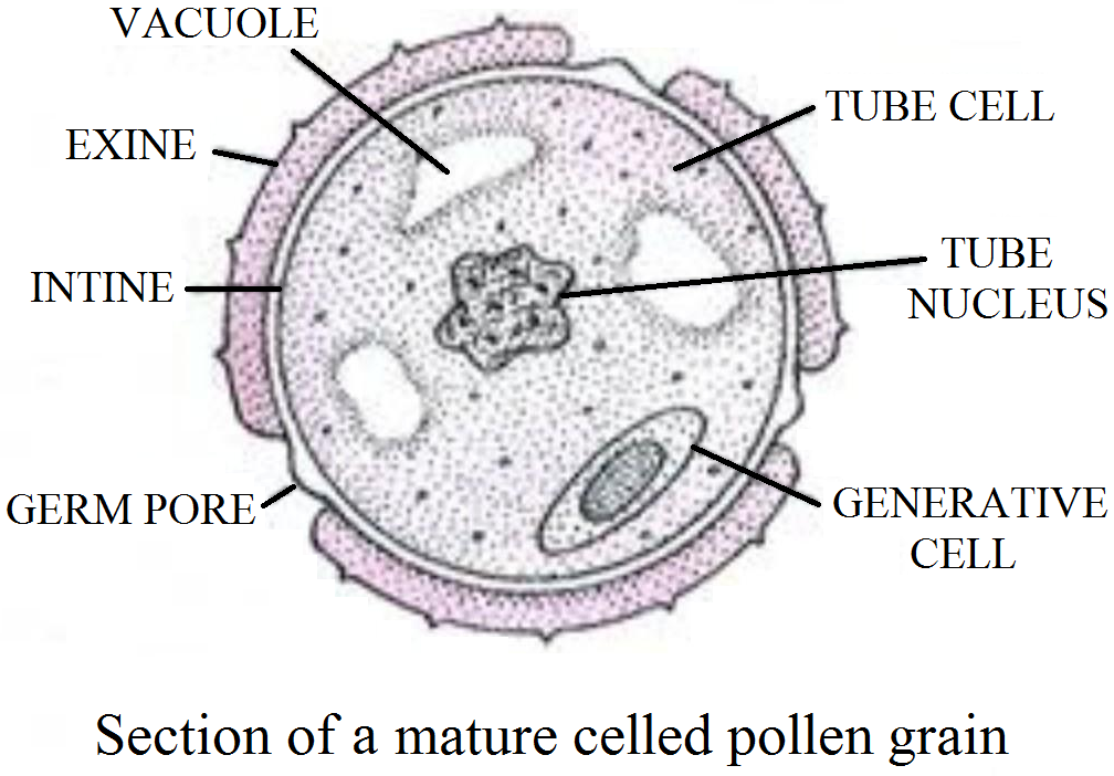 Draw a labelled diagram of the sectional view of a mature pollen grain ...