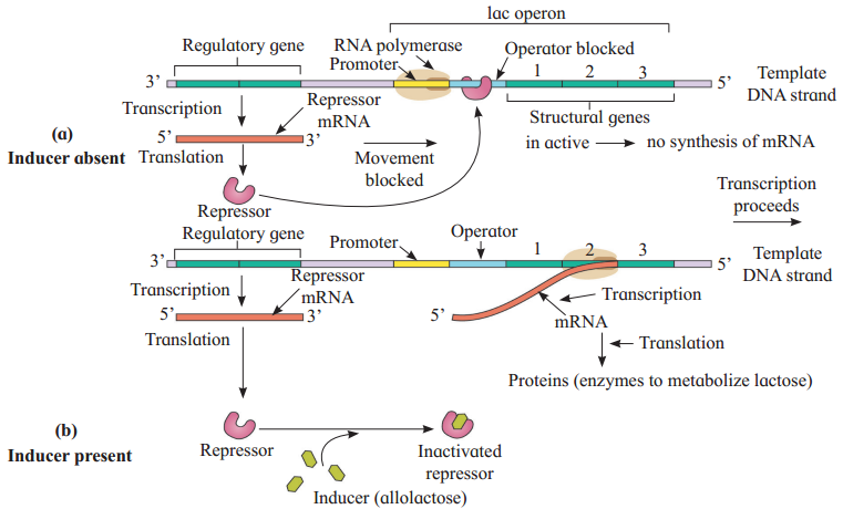 Draw a labelled diagram – Working of lac operon.