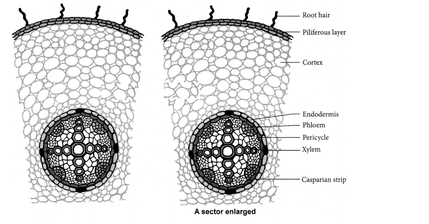 Label the parts of the transverse section of Dicot Root.