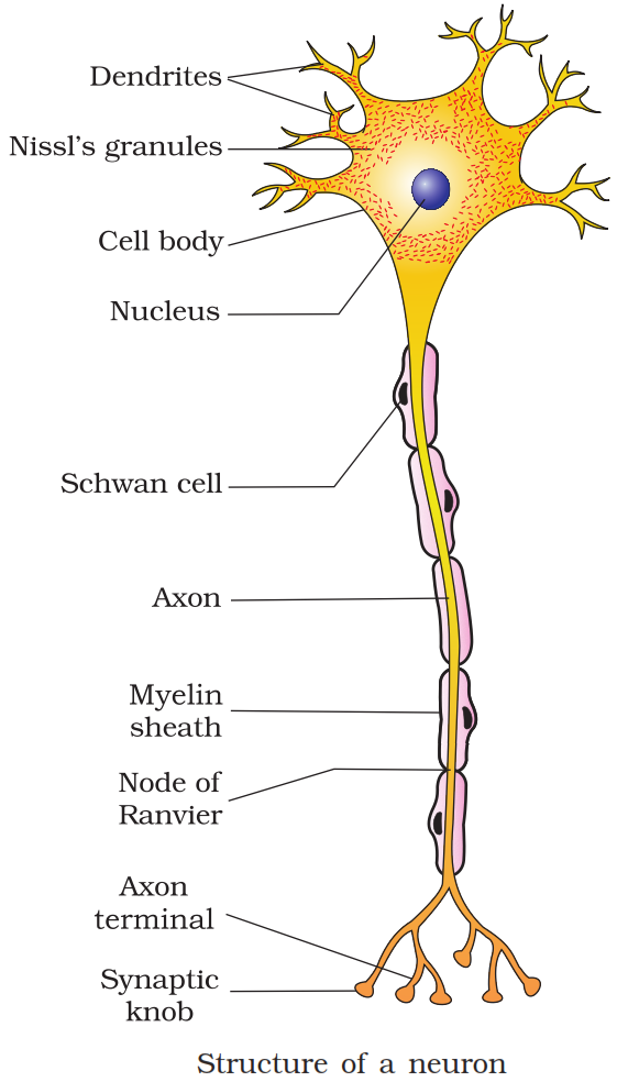 Draw labelled diagram of Neuron.