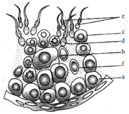 Draw well labelled diagram of T.S. of Testis.