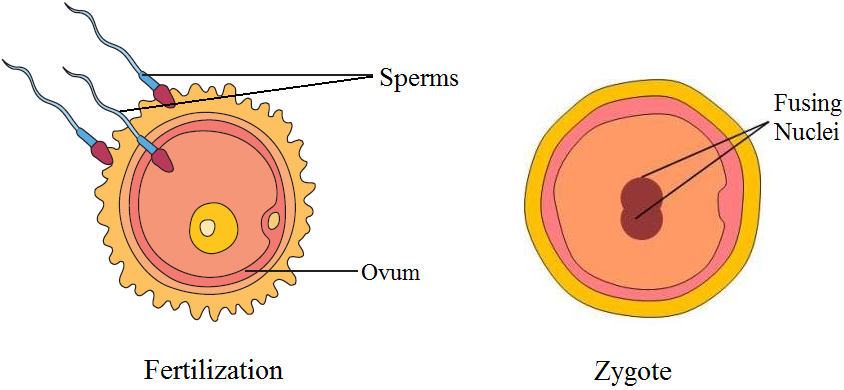 Draw a labeled diagram to show the fertilization of a human egg by a ...