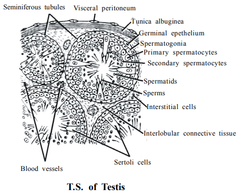Draw well labelled diagram of T.S. of Testis.