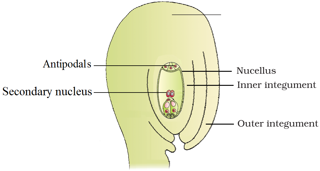 Draw a diagram of L.S. of an anatropous ovule of an angiosperm and ...