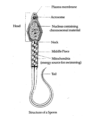Draw a diagram of the microscopic structure of human sperm. Label the ...