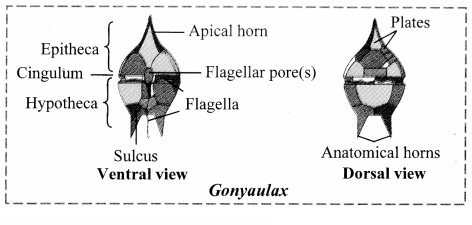 Label the given figures representing ventral and dorsal view of Gonyaulax.