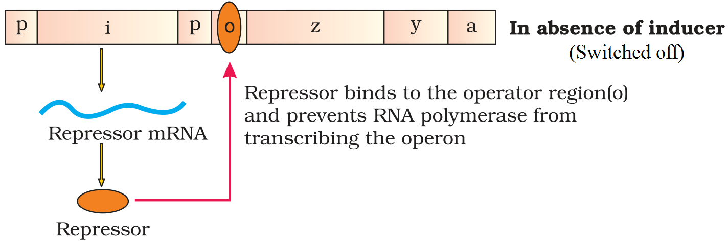 1. Identify the structure shown above. 2. Redraw the structure as a ...