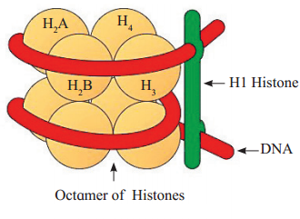 Draw a labelled diagram of Nucleosome with H1 histone.