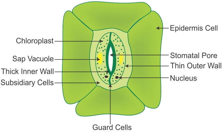 Draw a labelled diagram of stomata. List two functions of stomata.