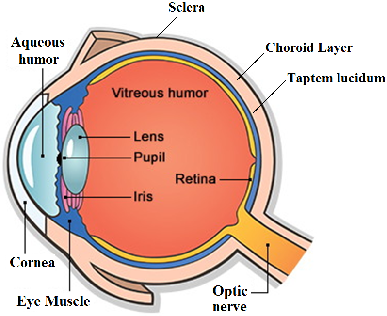 Draw a labelled diagram of the human eye. Label the following parts on ...