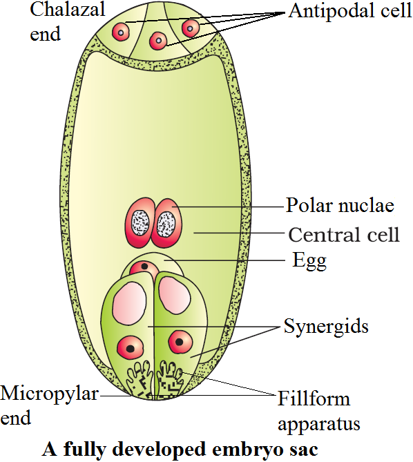 1. Draw the embryo sac of a flowering plant and label: 1. Central cell ...
