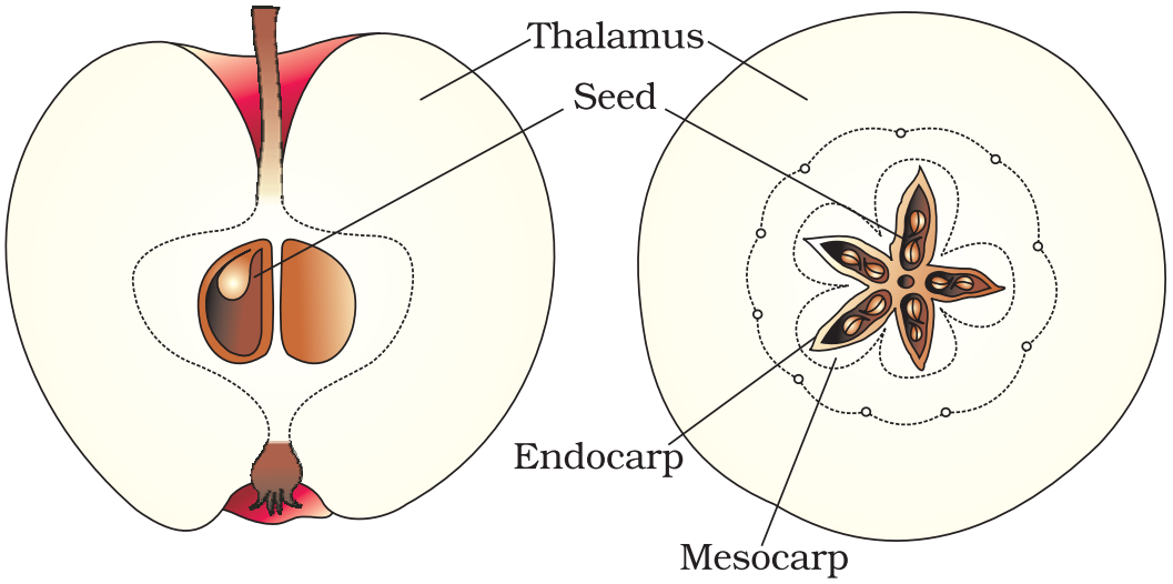 Draw a transverse sectional view of an apple and label the following ...