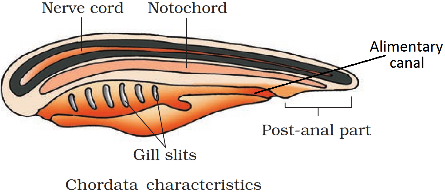 1. Draw a labelled diagram of the basic body plan of chordates. 2 ...