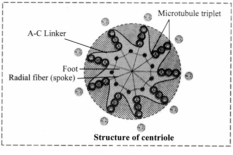 Draw a labelled diagram of the structure of centriole.